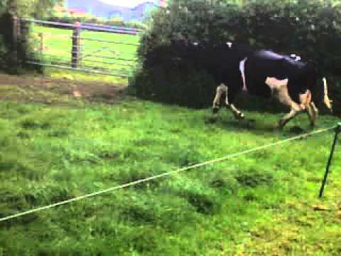Show Jumping Cow - YouTube
