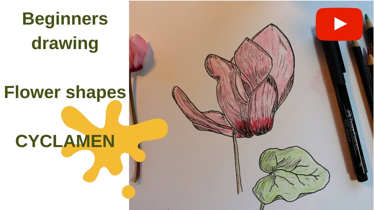 Drawing a Cyclamen - Beginners Flower Drawing - YouTube