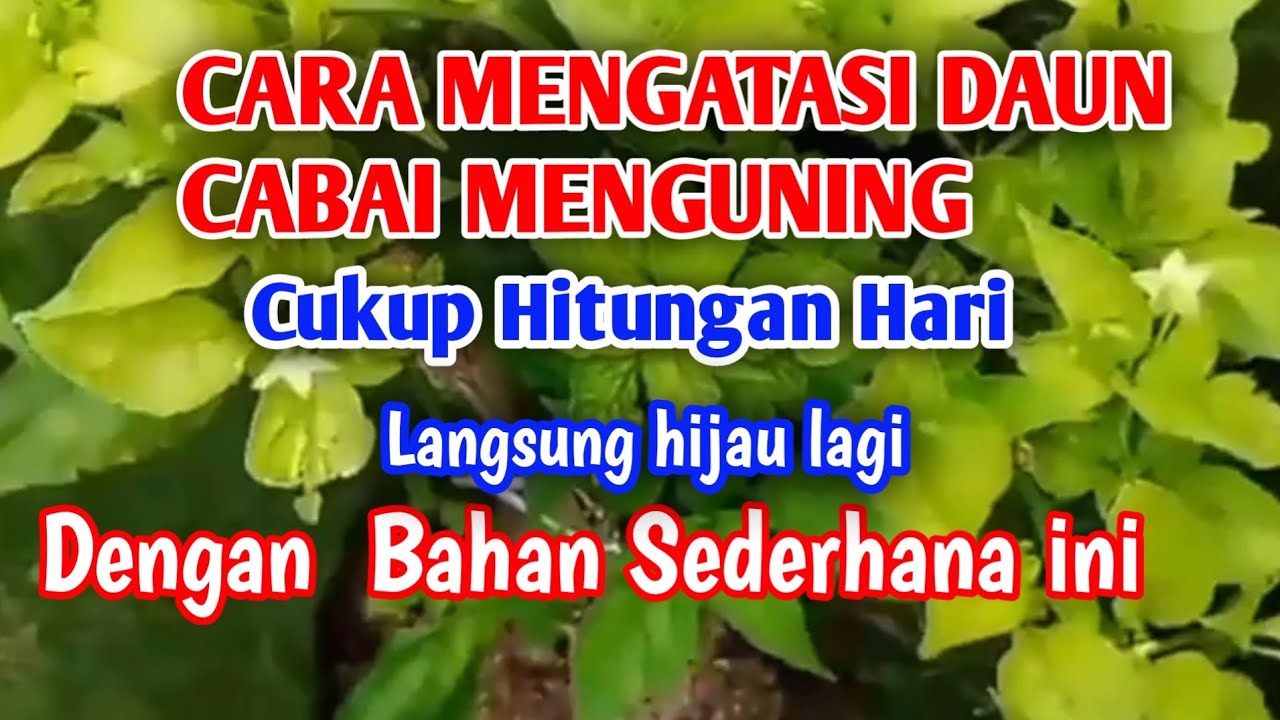 Cara mengobati daun cabe menguning dengan bahan sederhana - YouTube