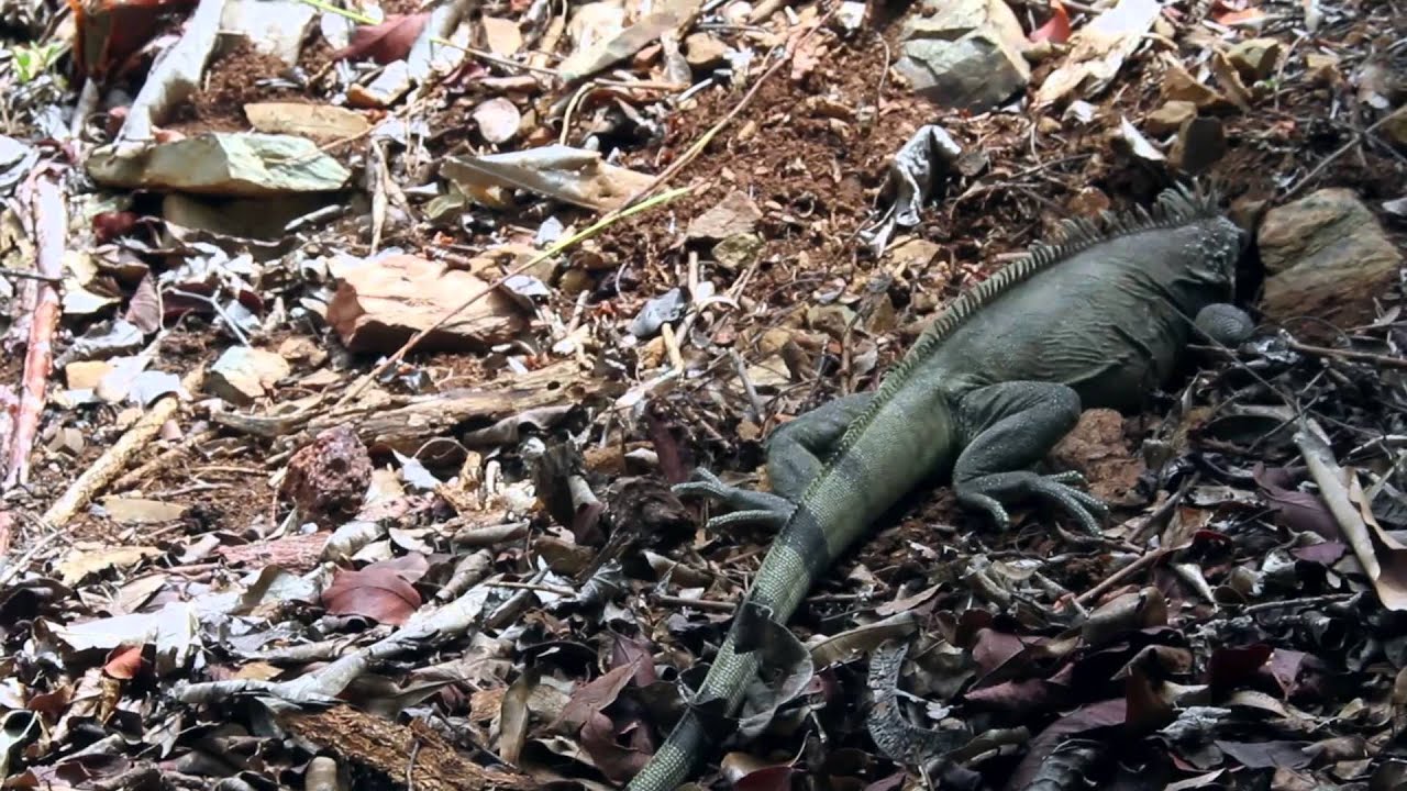 Iguana Burrowing - YouTube