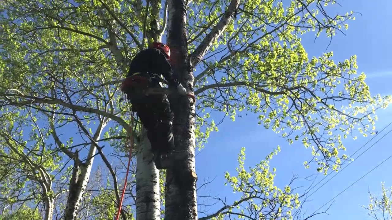 Climbing and topping my first tree - YouTube