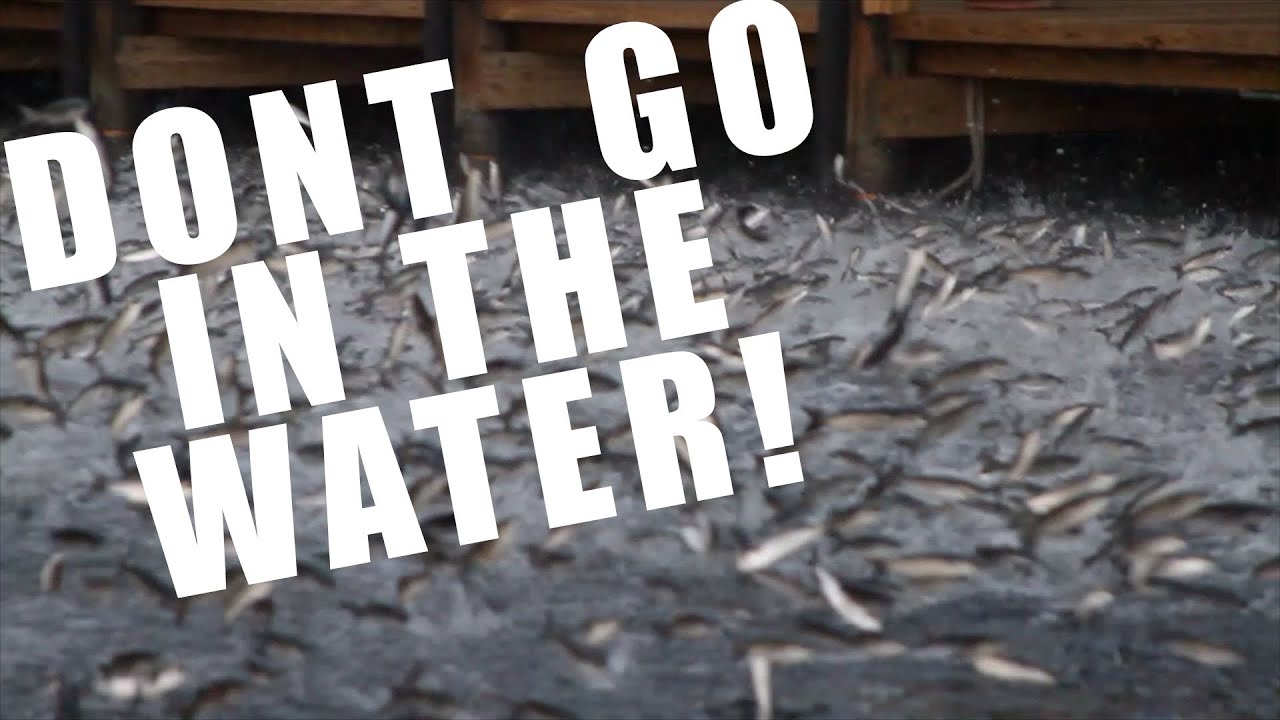 Incredible Mullet Migration Footage - Insane Jumping Fish - YouTube