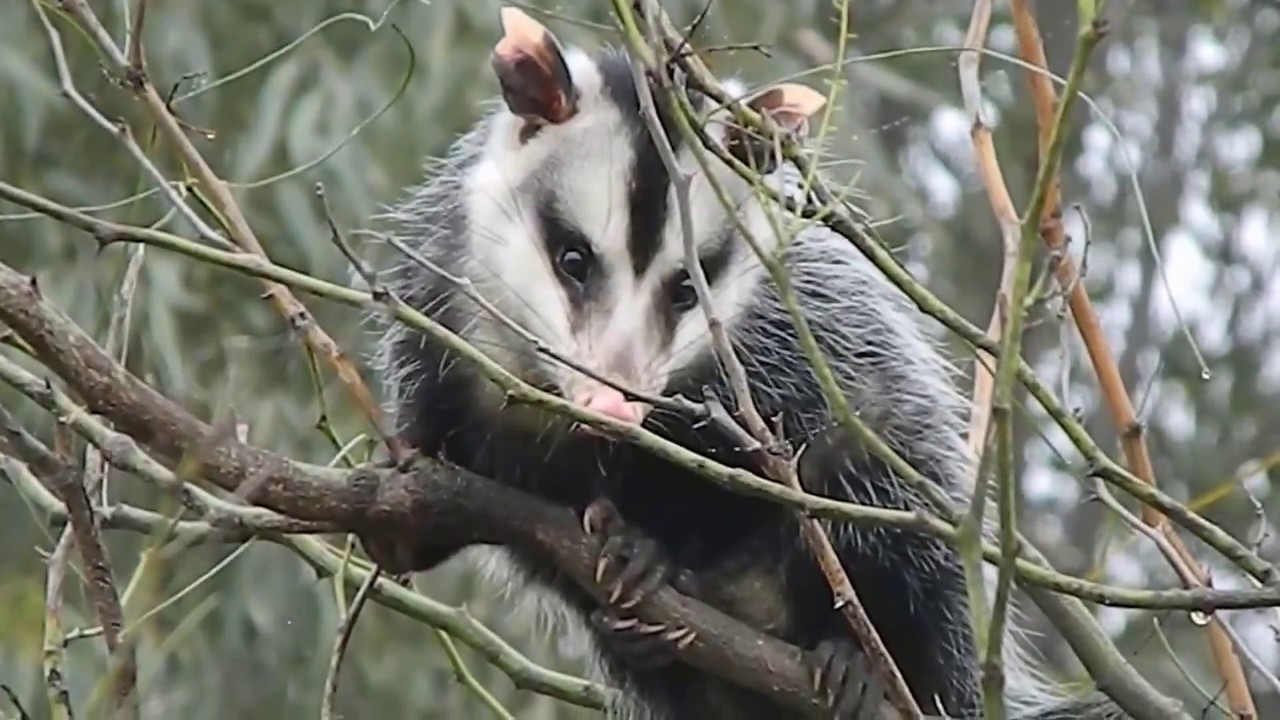 Comadreja overa (Didelphis albiventris ) - YouTube