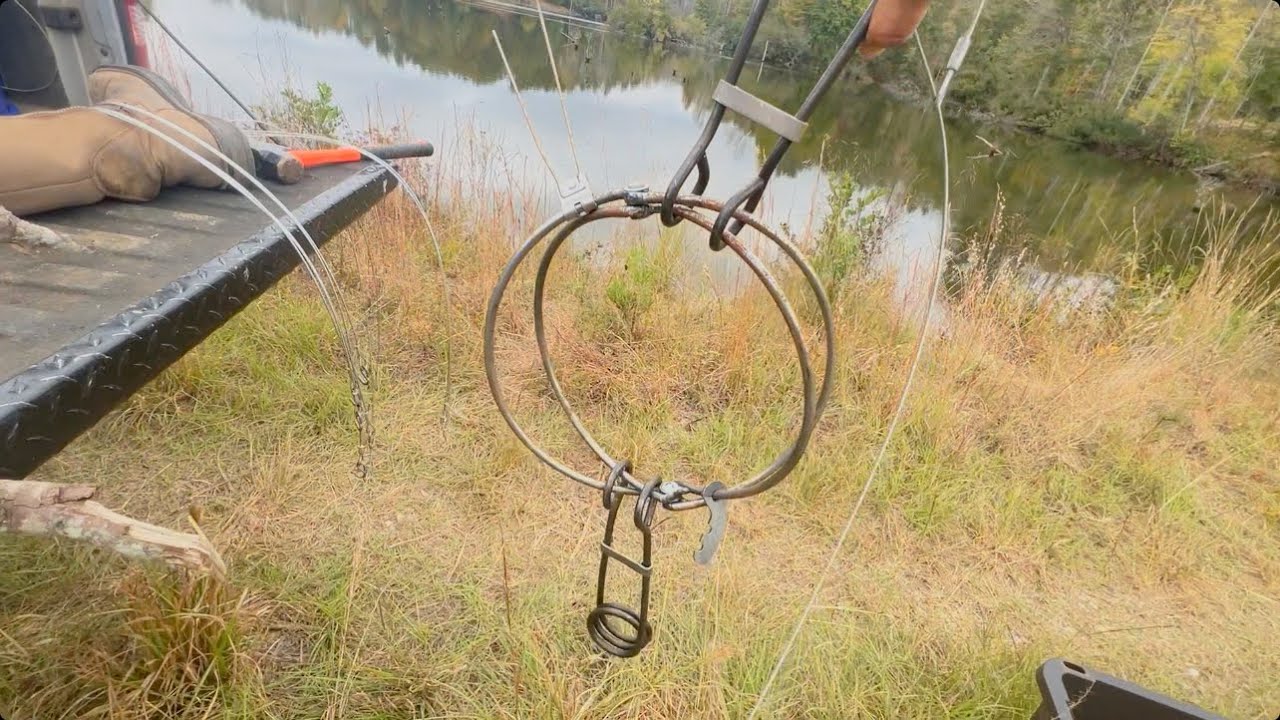 Have I spooked these beavers? Will a new trap work? - YouTube