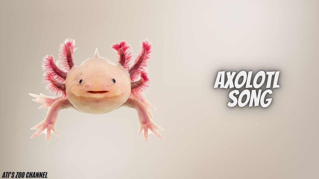 AXOLOTL SONG - YouTube