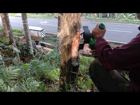 Tes sadap pinus pakai mesin elektrik,,carger..