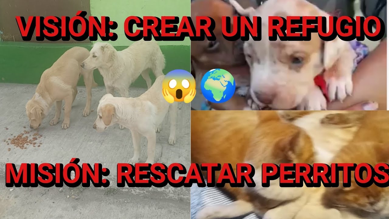 🟢INCREÍBLE 😱SI AMAS A LOS PERRITOS MIRA ESTE CONMOVEDOR VÍDEO completo ...