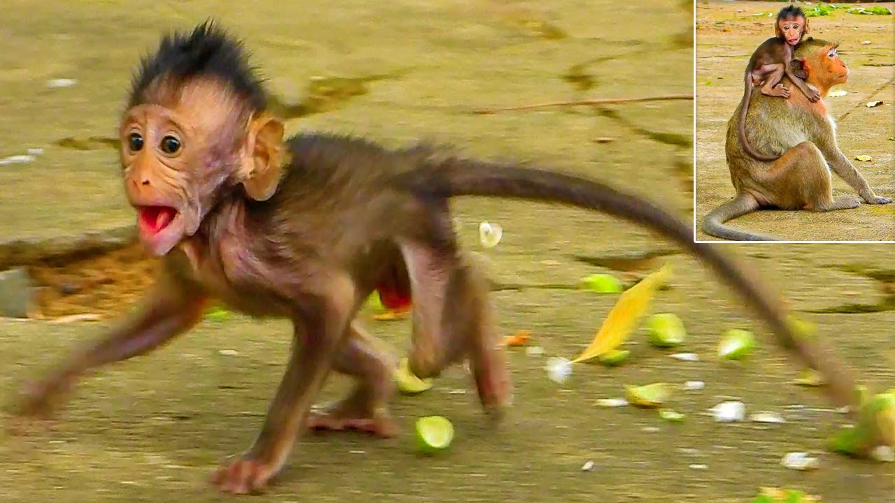 The skinny baby monkey MASHA was s🙊cared when Mom Messi left without ...