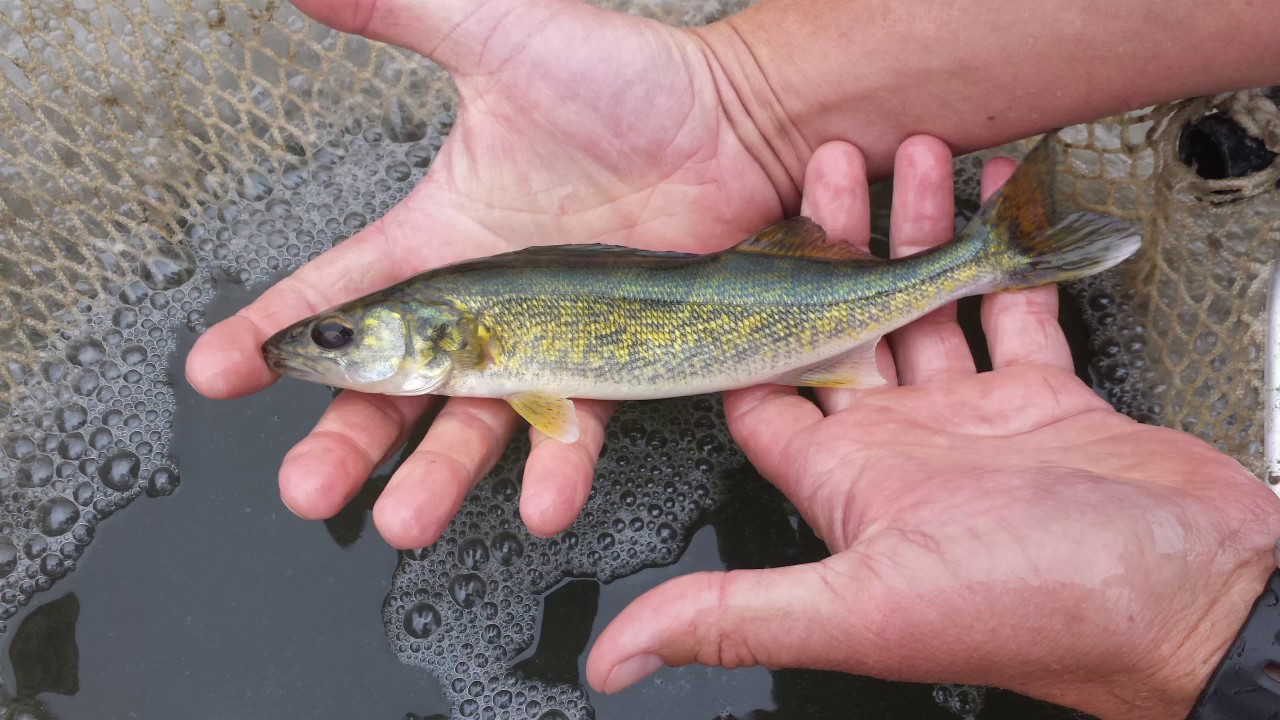 Kansas Walleye Initiative Intermediate Walleye Stocking Program - YouTube