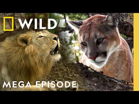Inside the Wild World of Big Cats & Cheetahs | MEGA Episode Compilation | Nat Geo Animals