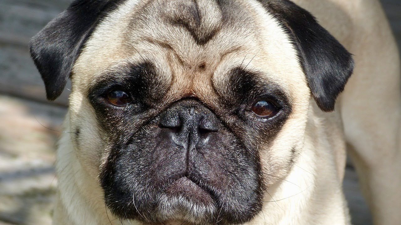 Why Were Pugs Bred? 👑🐶 Unraveling Their Royal Roots! - YouTube