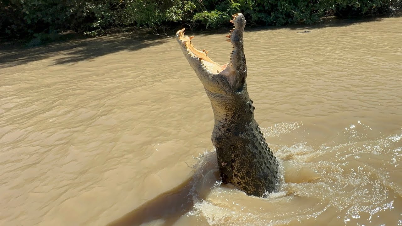 SPECTACULAR JUMPING CROC CRUISE #2. Darwin, day 16 - YouTube
