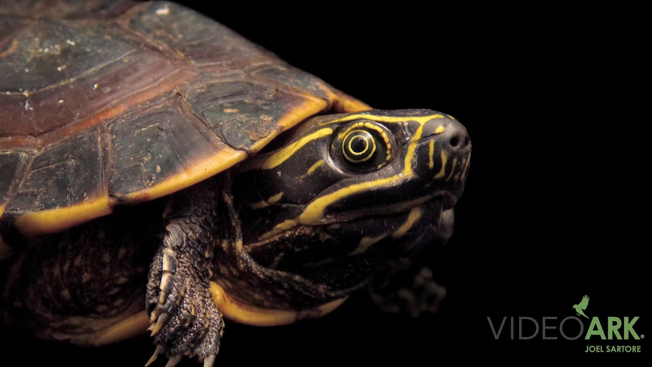 A Mekong snail-eating turtle (Malayemys subtrijuga) in Cambodia. - YouTube
