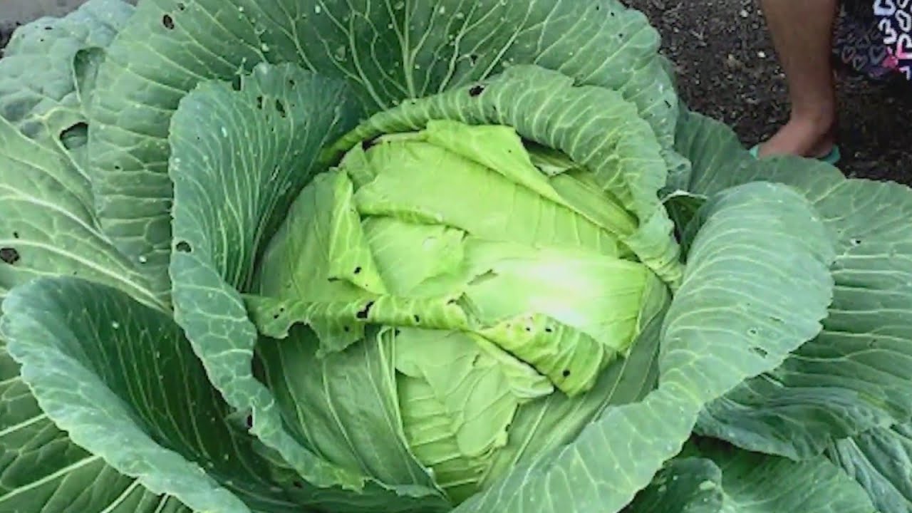 4th grader wins top Oregon prize in cabbage competition - YouTube