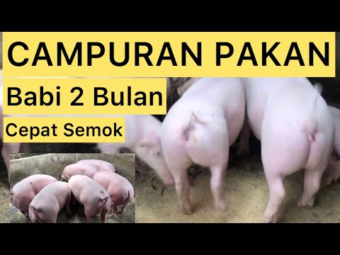 CAMPURAN PAKAN BABI PELIHARA 2 BULAN || Campuran pakan babi super - YouTube
