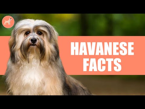 10 Amazing Facts About the Havanese Dog Breed [Expert Opinion]