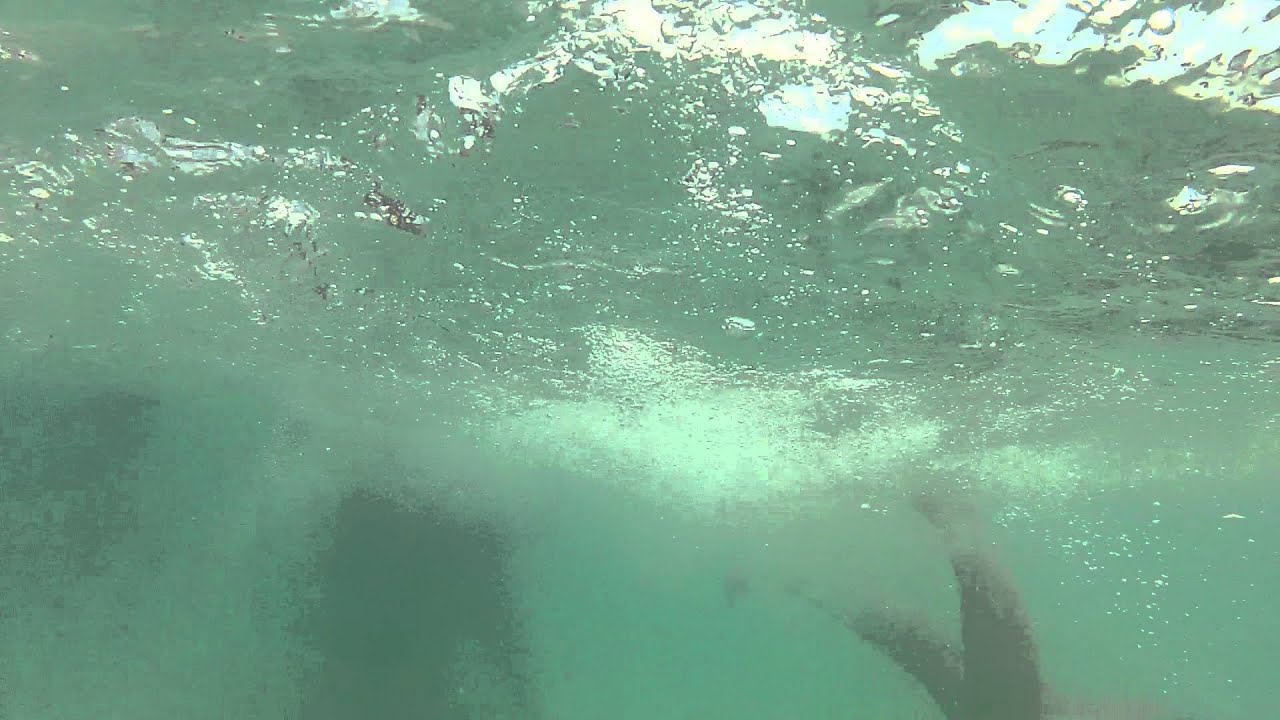 Swimming with the Stingrays at Stingray City, Georgetown, Grand Cayman ...