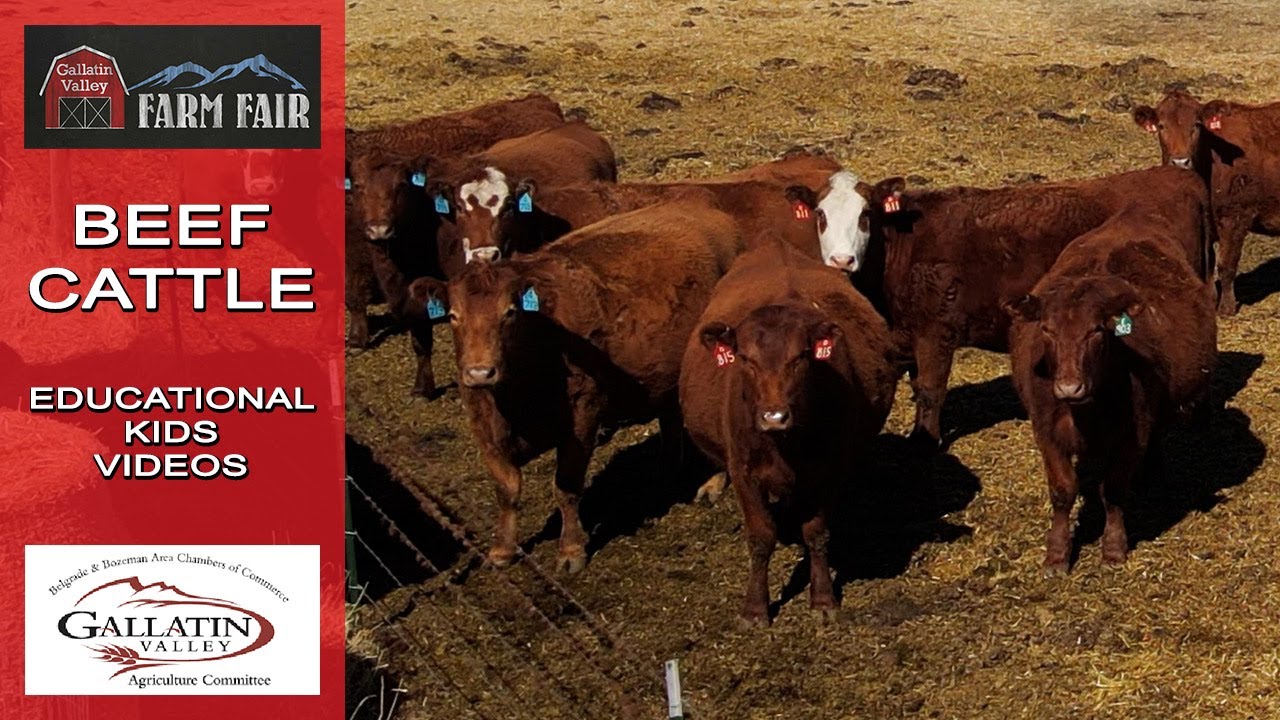 Beef Cattle | Virtual Farm Fair Educational Information For Kids - YouTube