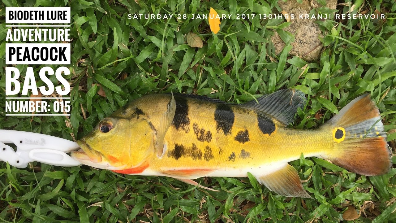 The Mat Rock Angler Chronicles Episode #6: Operation Rooster Bass ...