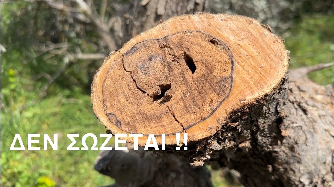 ΞΥΛΟΦΑΓΟΣ ΣΤΗΝ ΕΛΙΑ! - YouTube