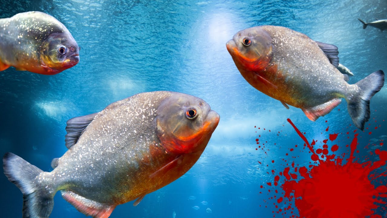 The Amazing World of Piranhas: Uncovering Unique Facts about piranha ...