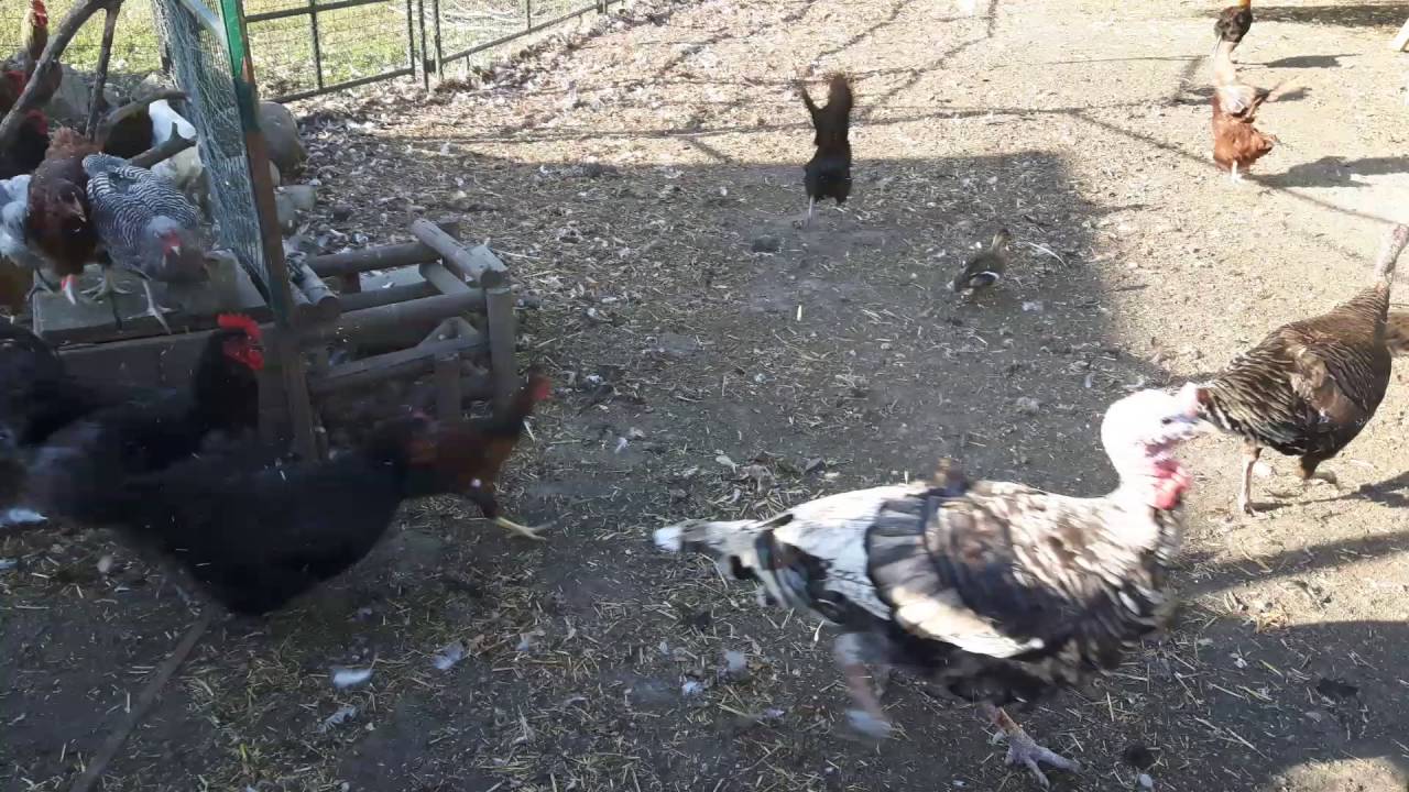 Poultry Stampede! - YouTube