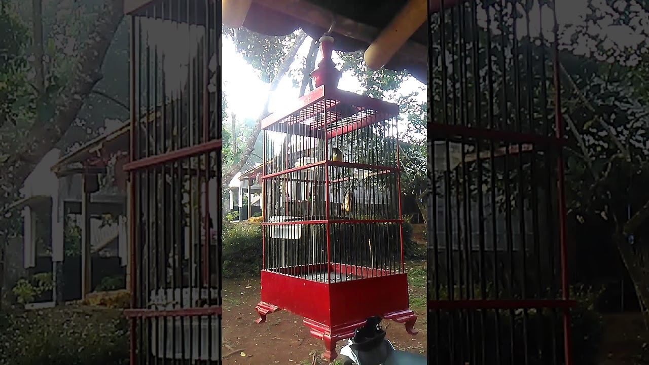 Cabai bunga api gacor - YouTube