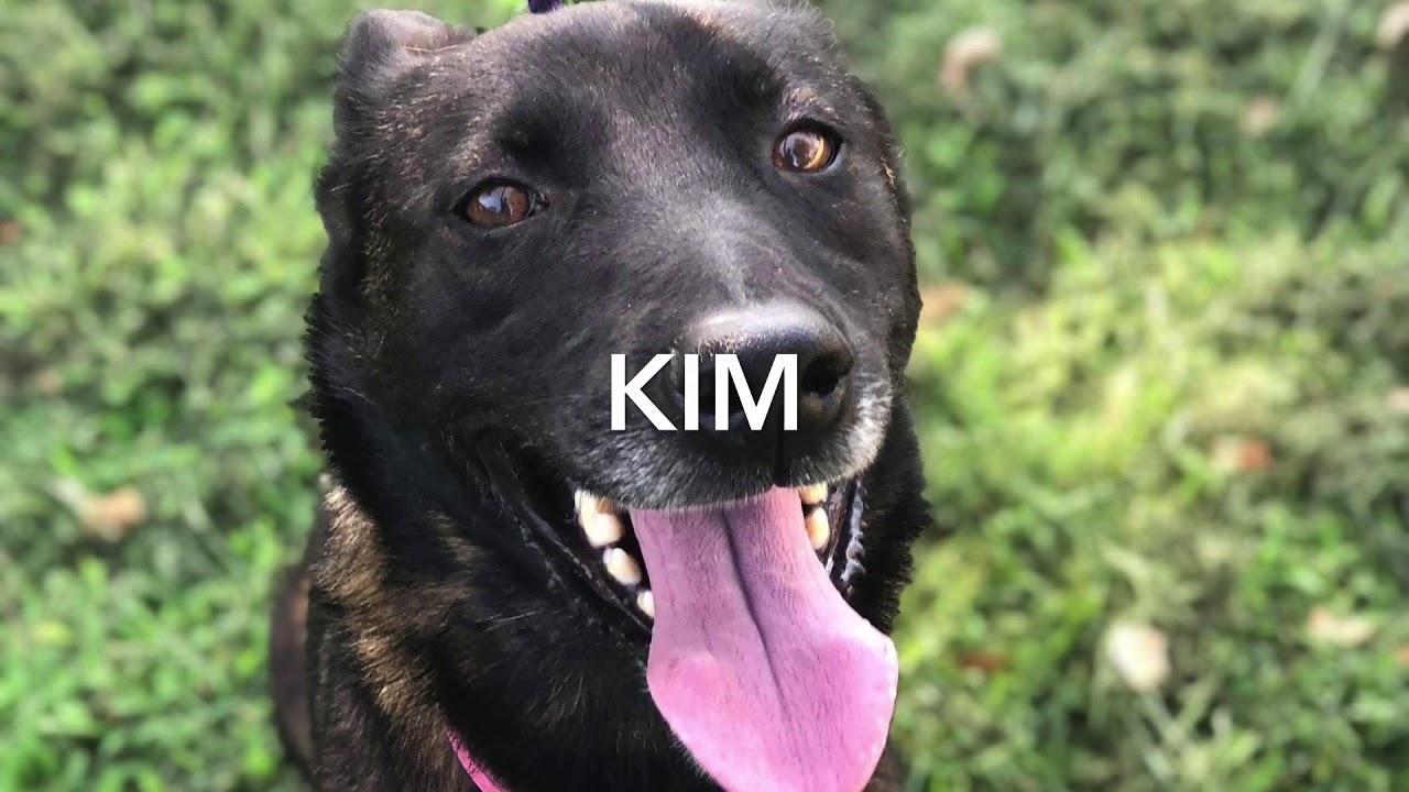 2019 Woof Project Rescue Year in Review - YouTube