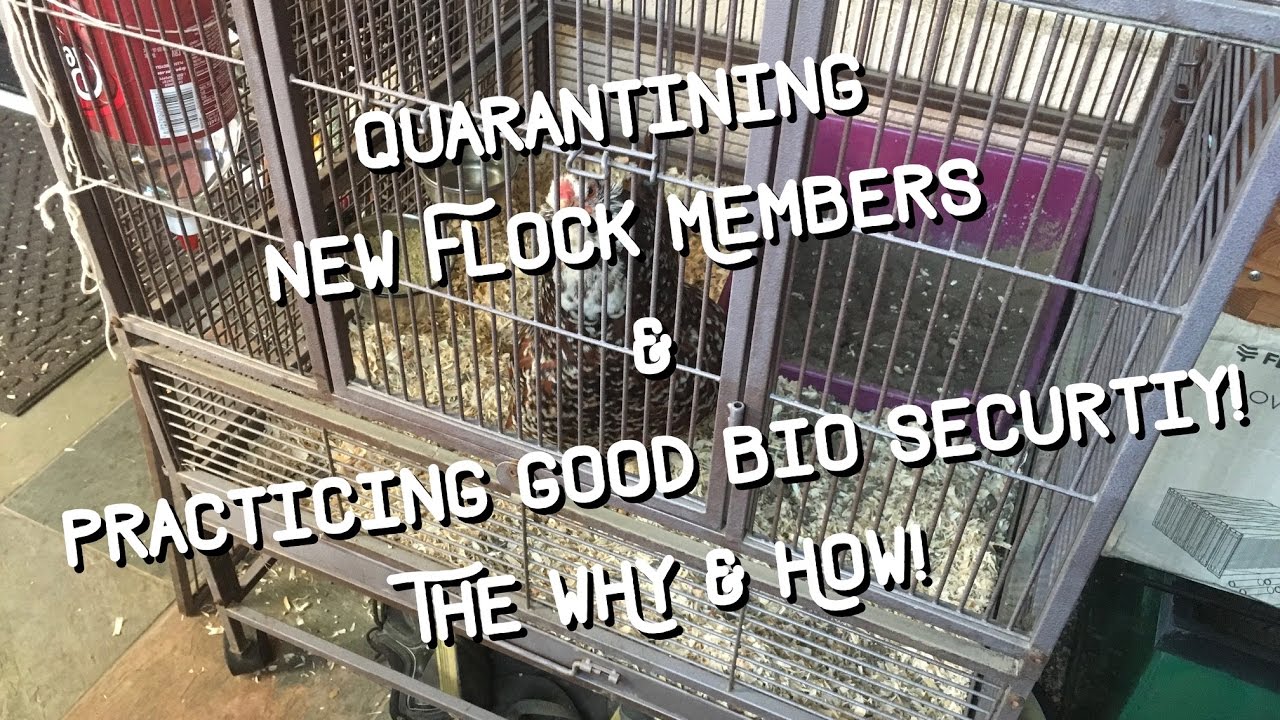 How To Quarantine NEW Chickens / Flock Members / Chicken Bio-security ...
