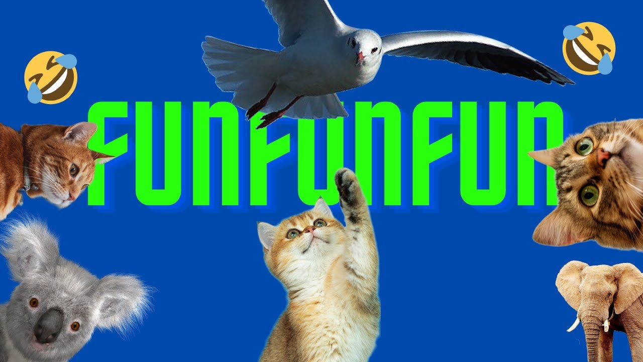 Funny ANİMAL Attack %100 FUN - YouTube