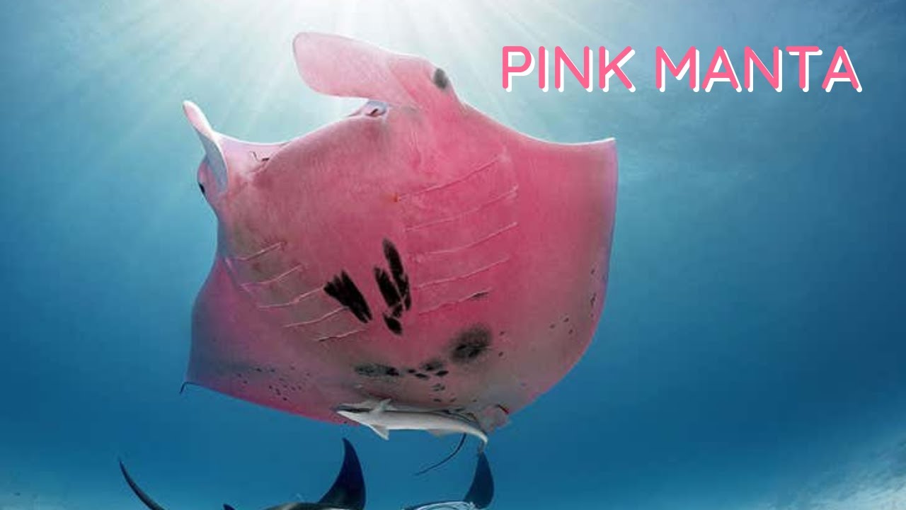 World’s Only Pink Manta Ray, How did it get it's Color? - YouTube