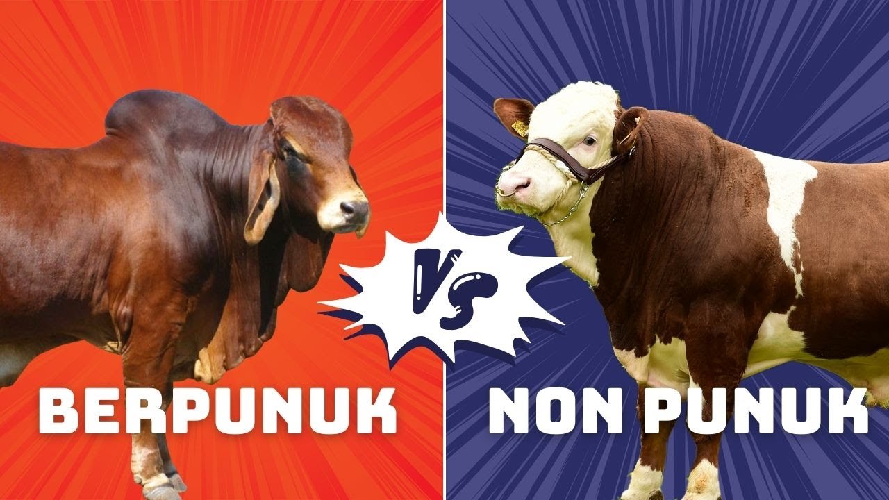 Kenapa Ada Sapi yang Berpunuk dan Tidak Berpunuk #peternakan #satwa - YouTube