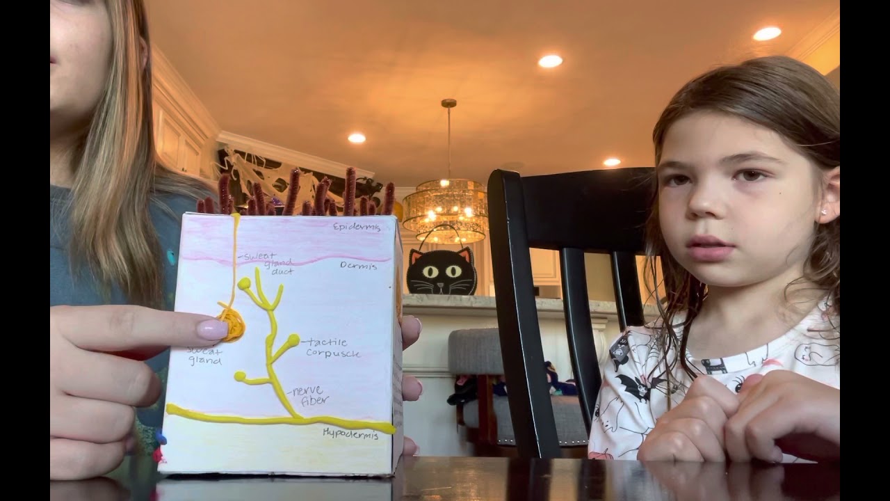 Integumentary system tissue box - YouTube