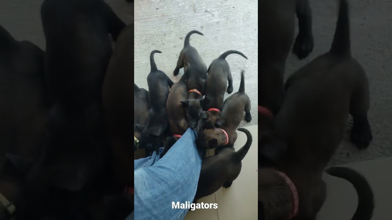 maligator cute puppies destroying pants. - YouTube