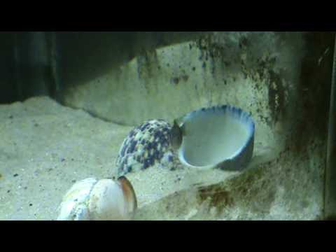 shell dweller lamprologus multifaciatus "multi" - YouTube