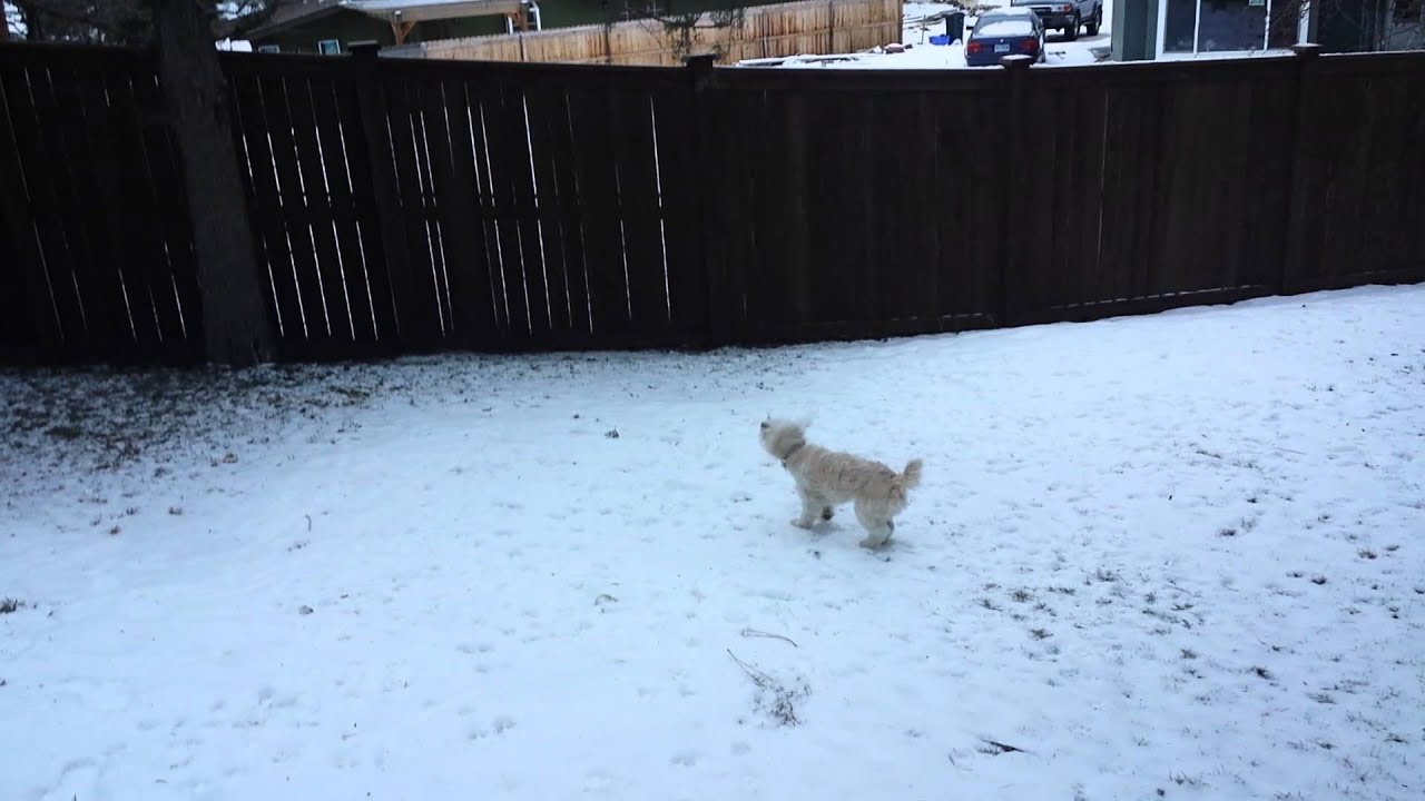 Poppy Sunday - YouTube