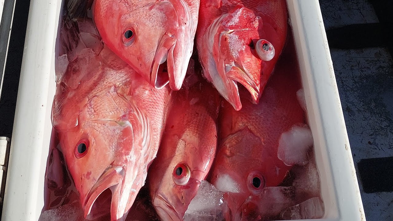 Fishing Central Queensland - nannygai mayhem - YouTube