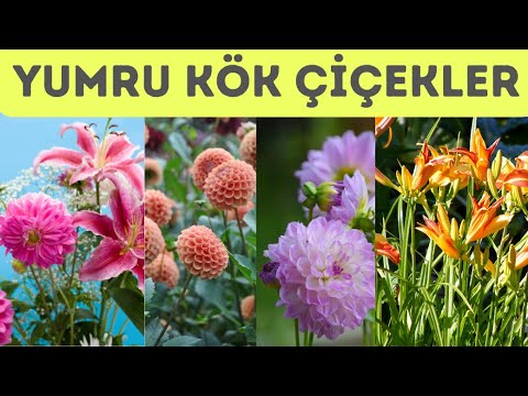 BAHÇELERiNiZ iÇiN YUMRU KÖKTEN EN GÜZEL ÇiÇEKLER PREMiUM SERiSi.