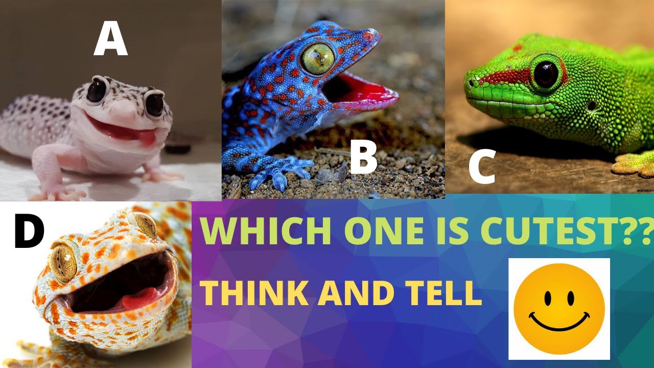 INFORMATION ON LIZARDS / INTRESTING FACTS ON LIZARDS - YouTube