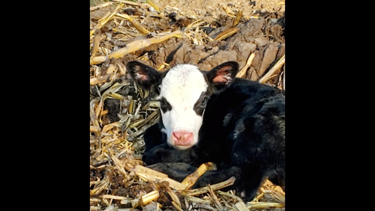 Cow Gives Birth & Cares for Her Baby: Signs of Spring at the WJ Ranch ...