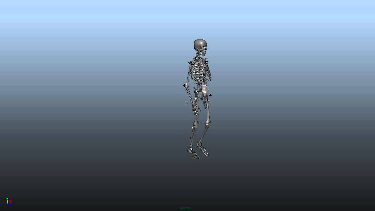 Skeleton Rig Animation - Maya Animation 3 - SGD 3D Animation - YouTube