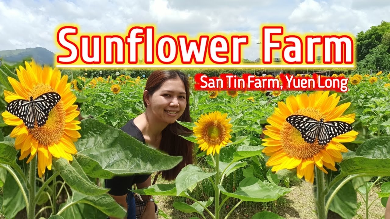 San Tin Sunflower Farm, Yuen Long || Guide to Sunflower Farm || QueenC ...