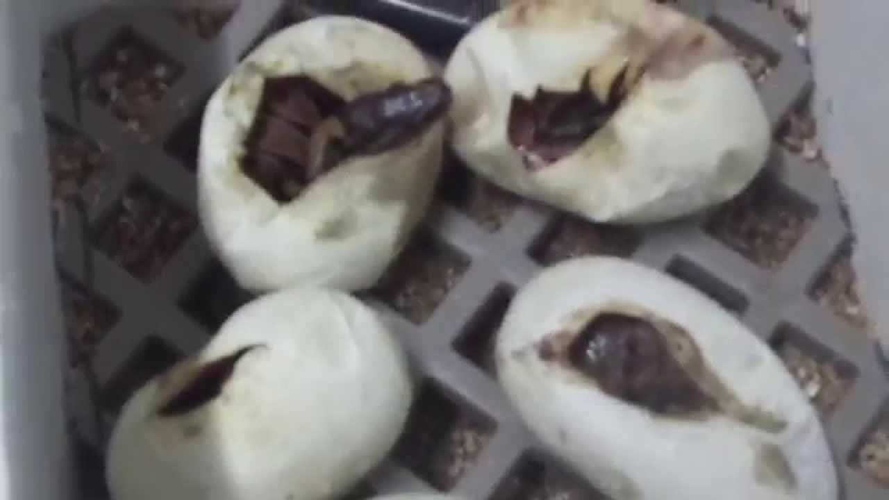 Welcome Baby Ball Pythons! - YouTube