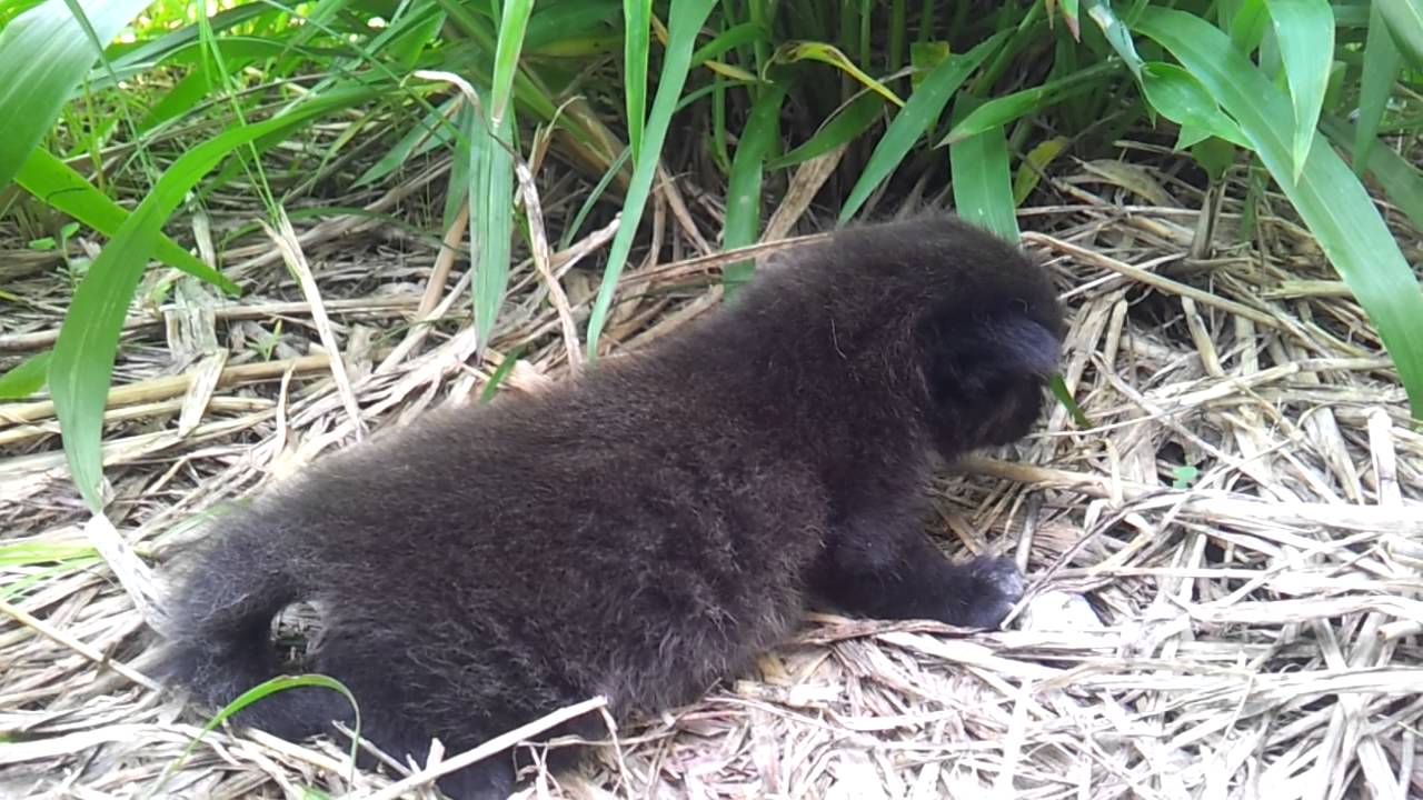 Lovely 3 weeks old premature kitten - YouTube
