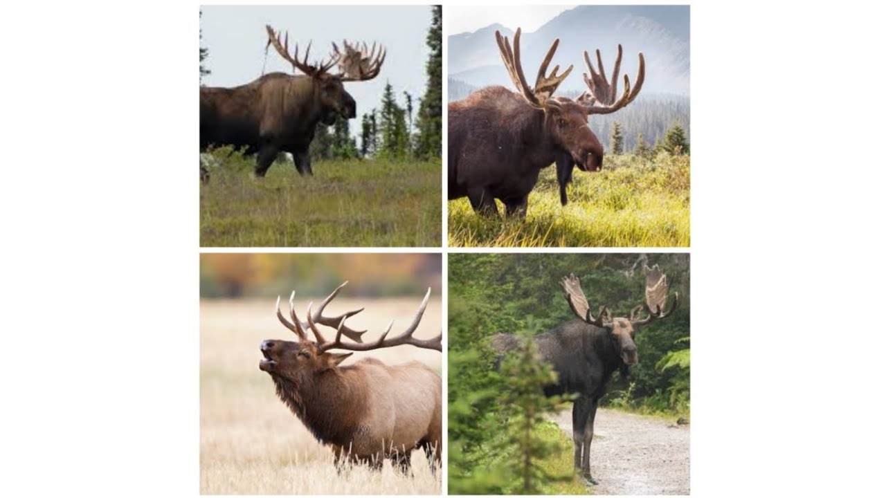 Bull moose roaming in green, where they graze on vegetation lush green ...