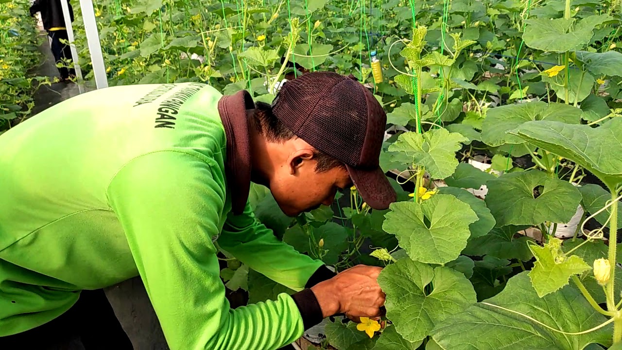 Polinasi atau kawin bunga melon secara manual - YouTube