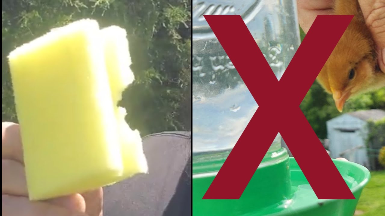 How to save a Chicken's life with a Sponge - YouTube