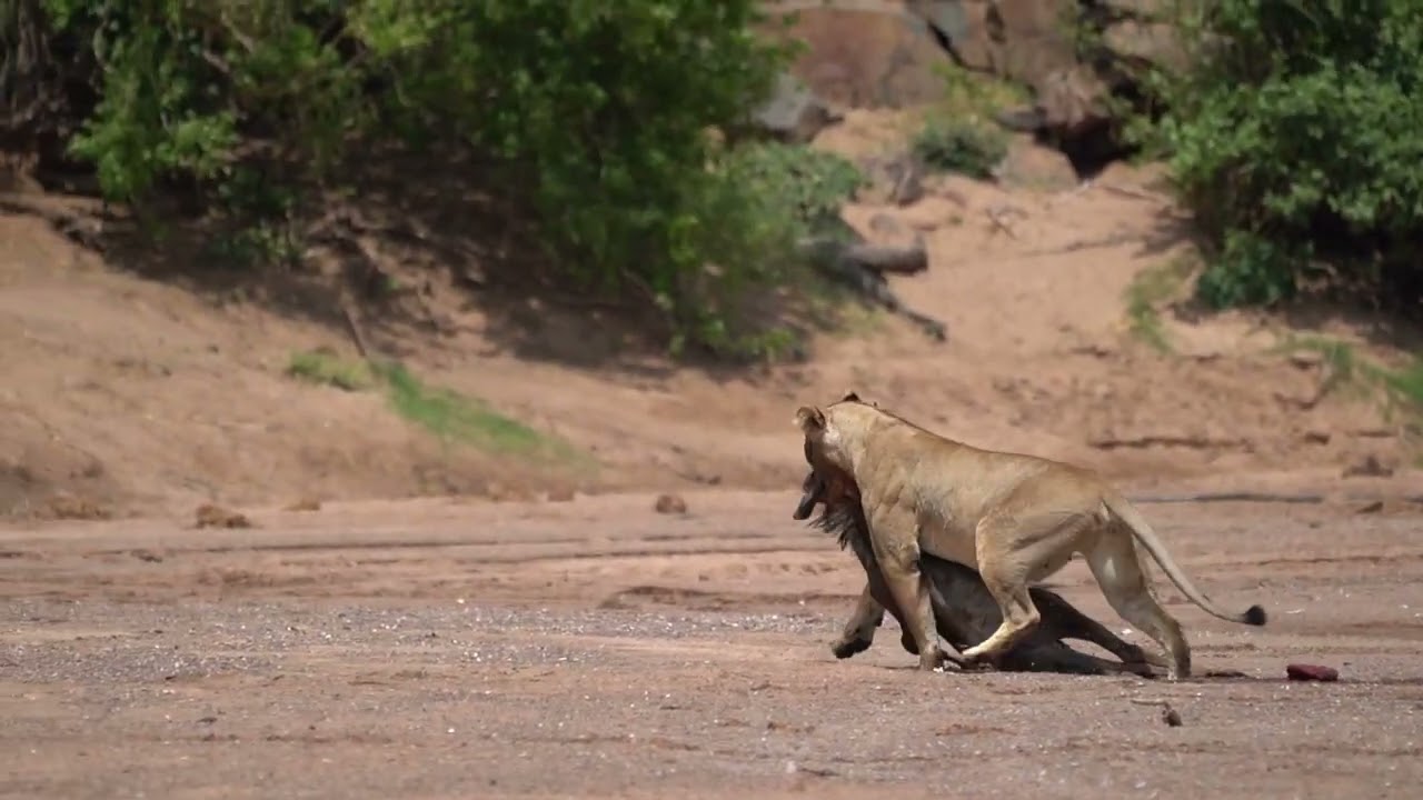 Lionkill in the riverbed - YouTube