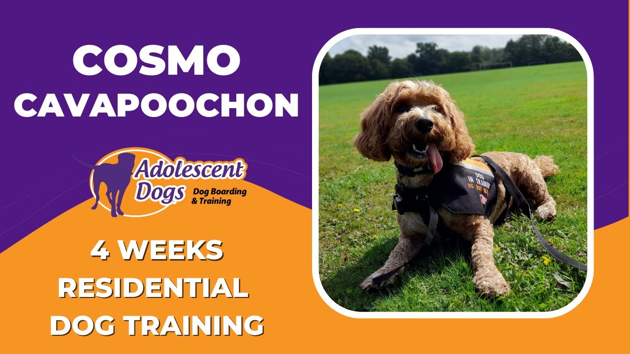 Cosmo the Cavapoochon - 4 Weeks Residential Dog Training - YouTube