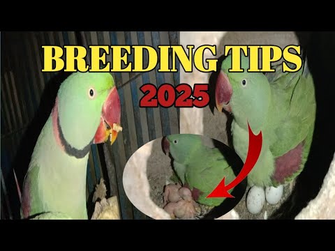 raw parrot breeding season 2025 progress || Alexandrine breeding season ...